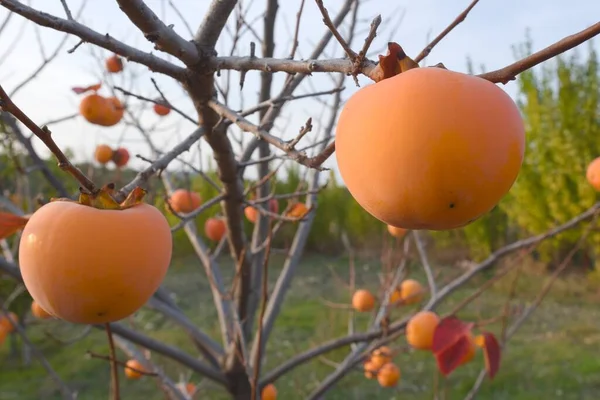 Fruits central asia Stock Photos, Royalty Free Fruits central asia ...
