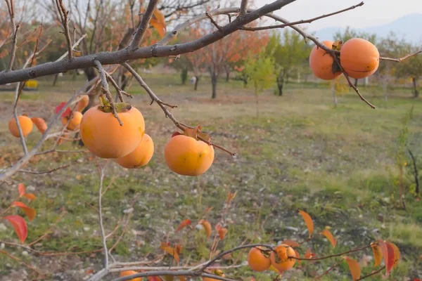Fruits central asia Stock Photos, Royalty Free Fruits central asia ...