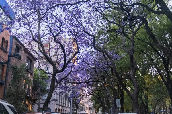 Jacaranda street Stock Photos, Royalty Free Jacaranda street Images ...