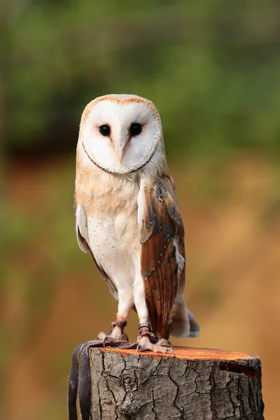 Barn owl — Stock Photo © ChinellatoPhoto #25401911