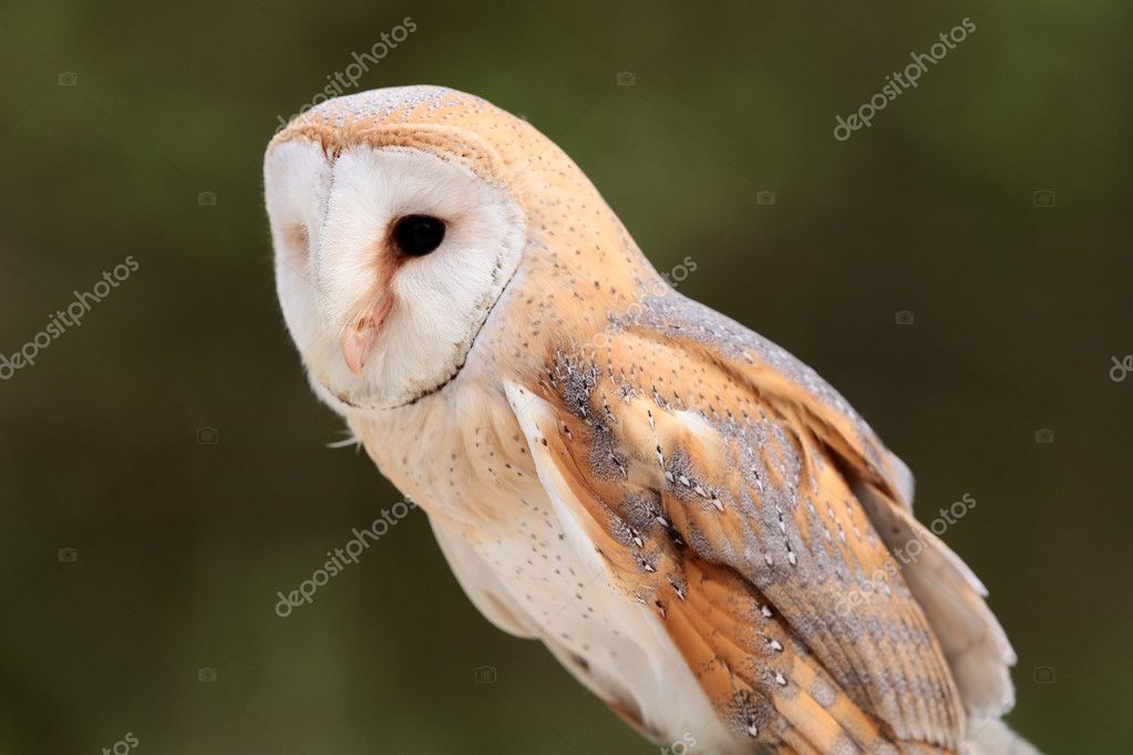 Barn owl — Stock Photo © ChinellatoPhoto #25401911