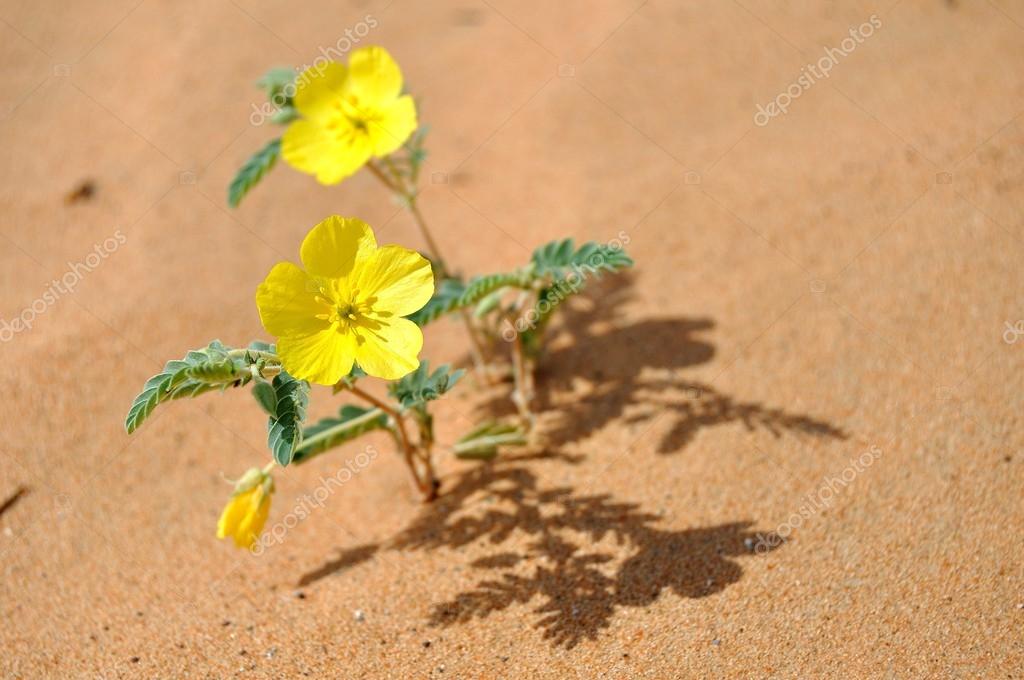 Uae National Flower Picture | Best Flower Site