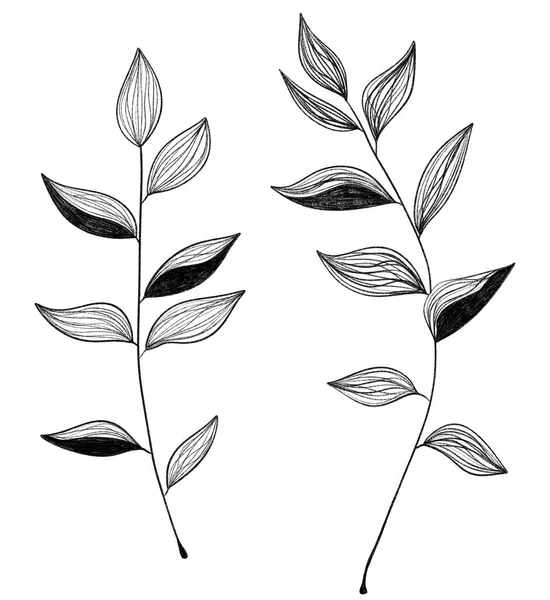 Hand drawn line art leaves illustration. Delicate subtle botanical ...