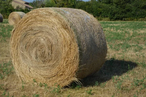 Roll hay Stock Photos, Royalty Free Roll hay Images | Depositphotos