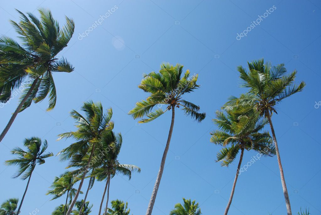 Palm tree in Zanzibar Stock Photo by ©raffis 49561339