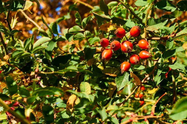 The fruit of a rose, especially a wild kind. Red healthy rose hips for ...