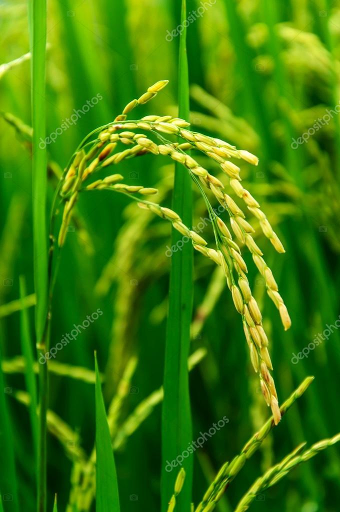 Épi de riz — Photographie nuwatphoto © #27672351