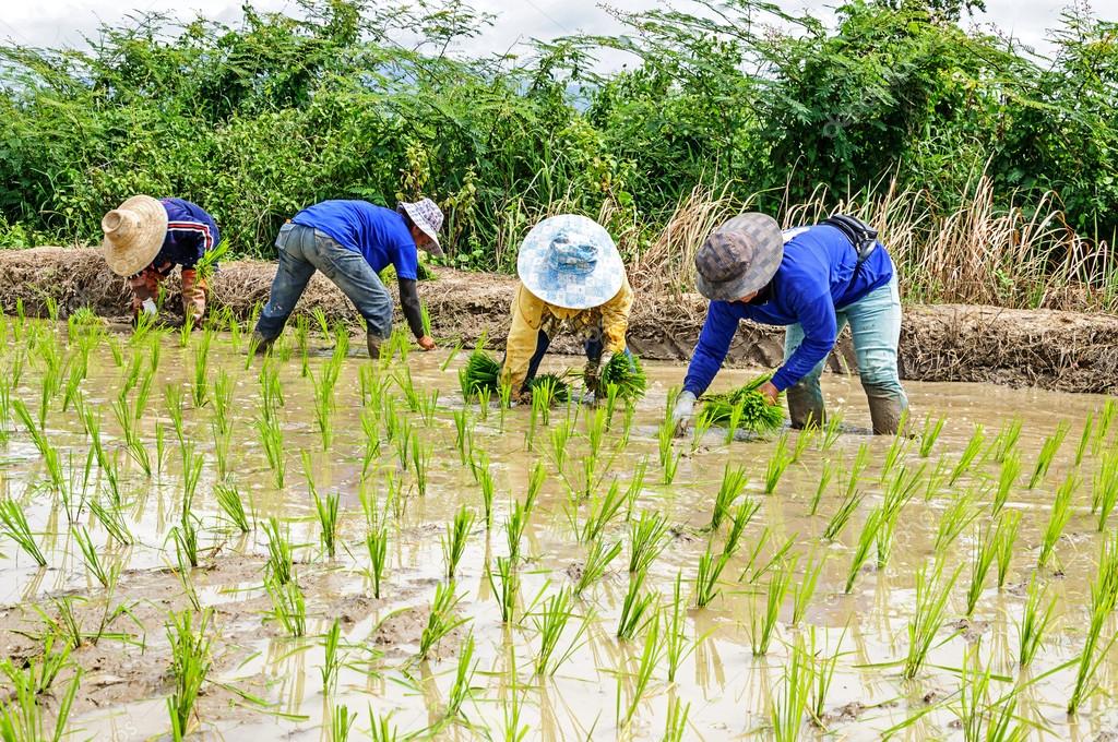 Rice seedling transplanting Stock Photo by ©nuwatphoto 28620719
