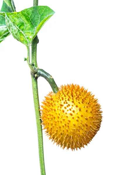 Gag fruit Stock Photos, Royalty Free Gag fruit Images | Depositphotos