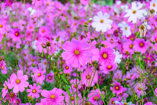 Piękne kwiaty kosmos images libres de droit, photos de Piękne kwiaty ...