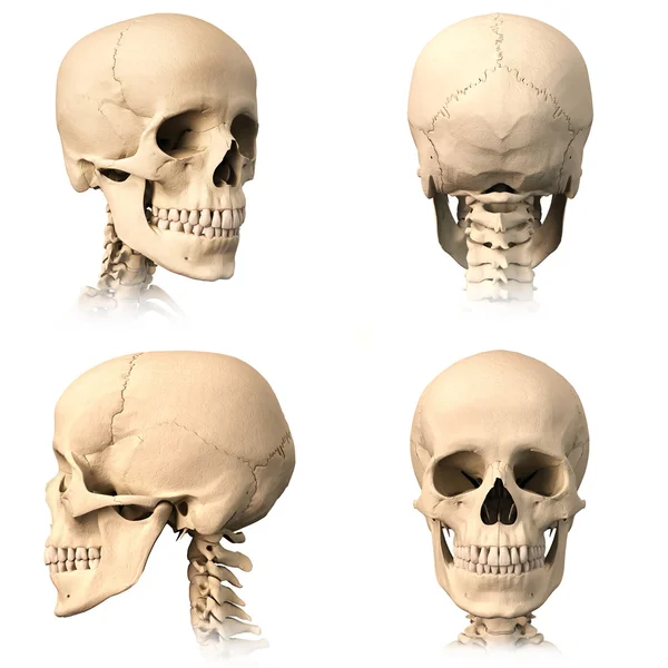 Human skull, front view. Stock Photo by ©Pixelchaos 25636929