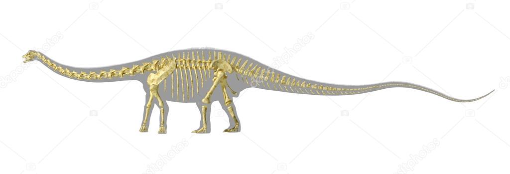 Diplodocus Skeleton