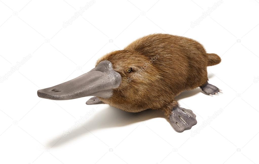 Wild duck-billed — Stock Photo © Pixelchaos #42628935