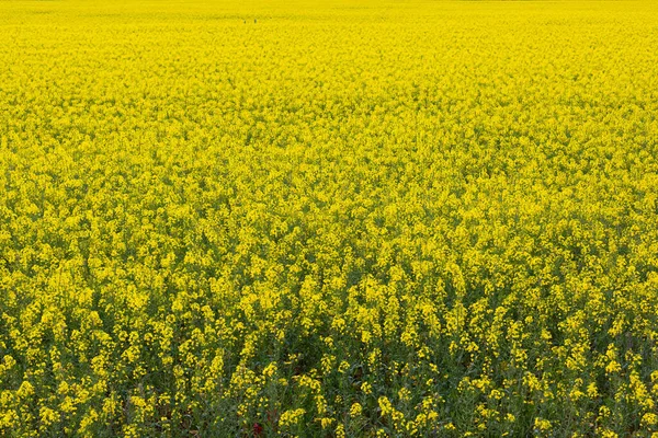 Canola flowers Stock Photos, Royalty Free Canola flowers Images ...