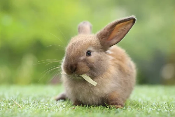 Rabbit toothbrush Stock Photos, Royalty Free Rabbit toothbrush Images ...