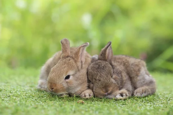 Los conejos comen hierba fotos de stock, imágenes de Los conejos comen ...