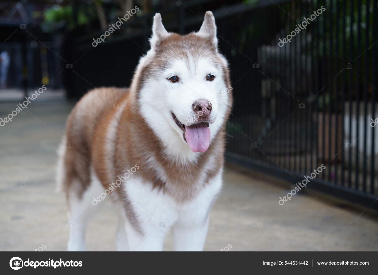 Are Huskies Spitz