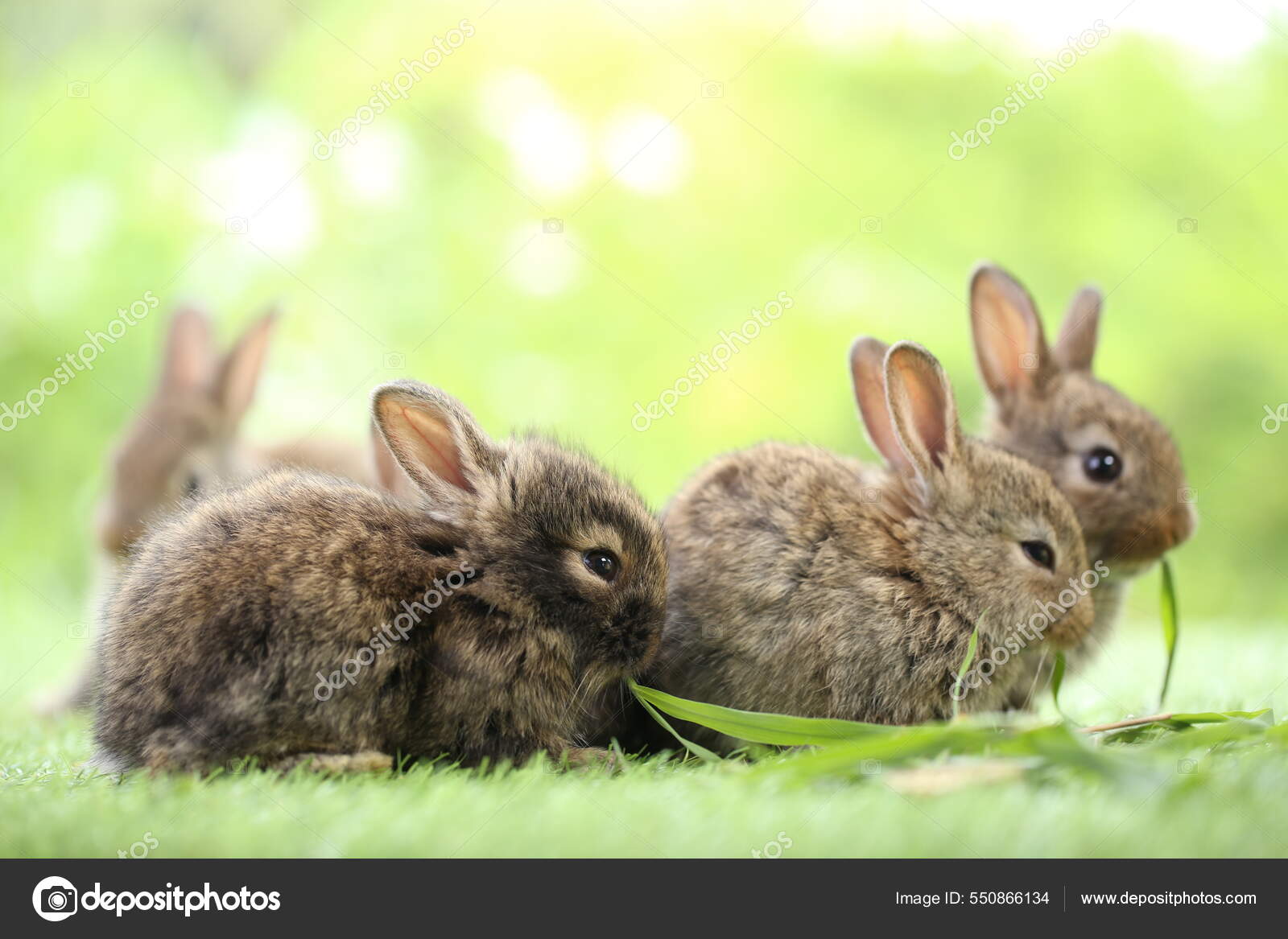Cute Little Rabbit Green Grass Natural Bokeh Background Spring Young ...