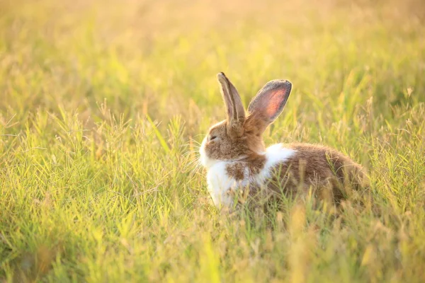 Rabbit in green field and farm way. Lovely and lively bunny in nature ...