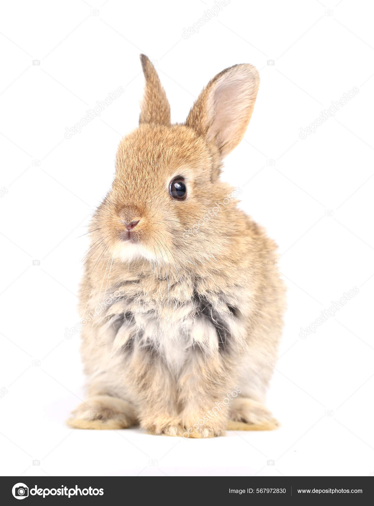 Cute Baby Bunnies With Floppy Ears Wallpaper