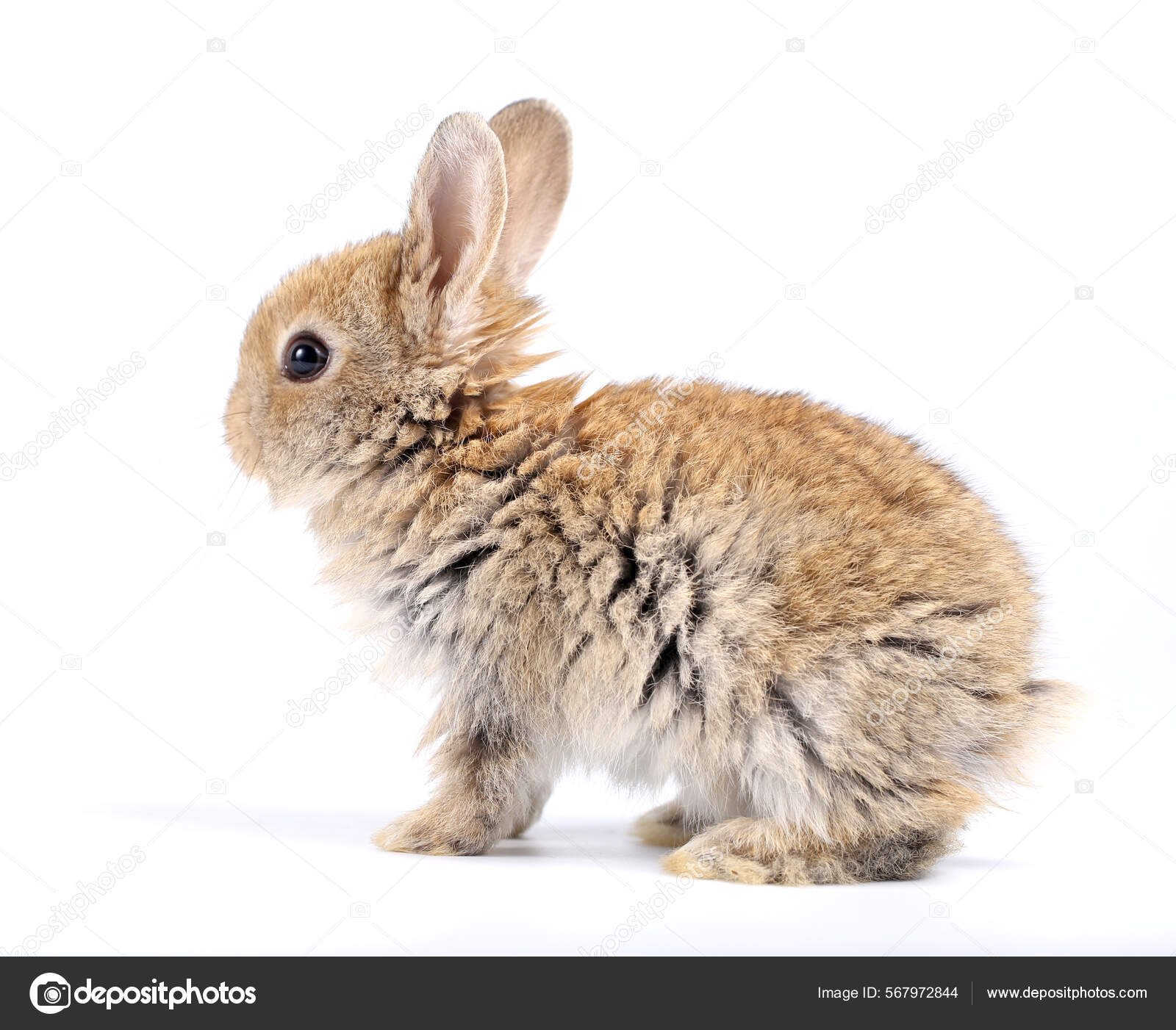 Cute Bunny White Background