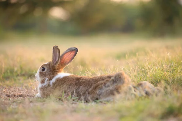 Rabbit in green field and farm way. Lovely and lively bunny in nature ...