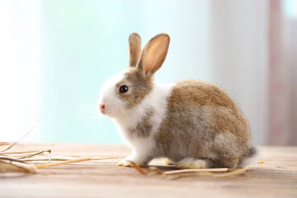 Really Cute Bunny