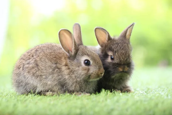 Green rabbits Stock Photos, Royalty Free Green rabbits Images ...