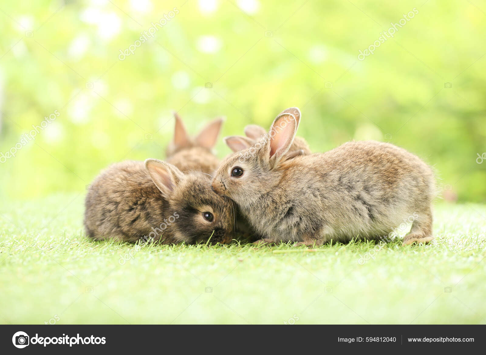 Cute Little Rabbit Green Grass Natural Bokeh Background Spring Young ...