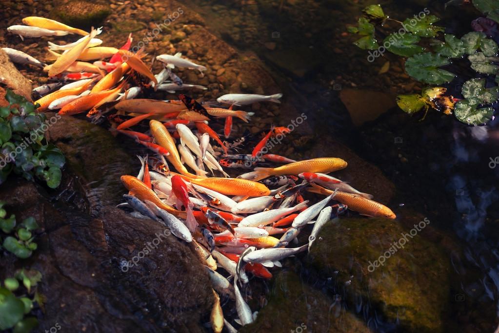 Carpa china en agua clara con hojas de lirios de agua 2024