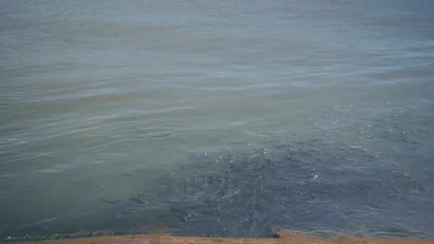 Fish Flock River Water Surface School Fish Swims River Next Stock Video ...