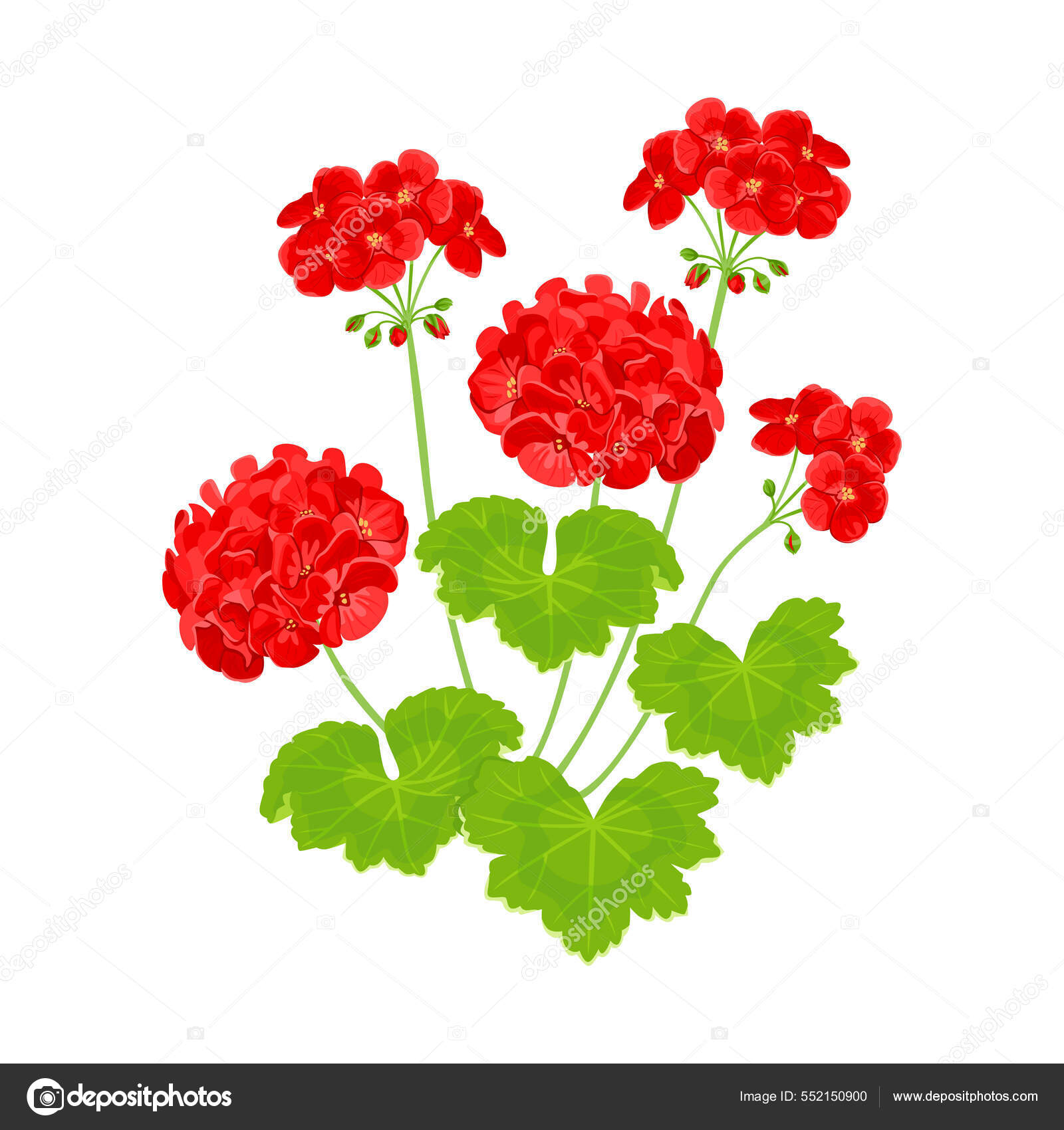Red Blooming Geranium Isolated White Background Vector Garden Plant ...