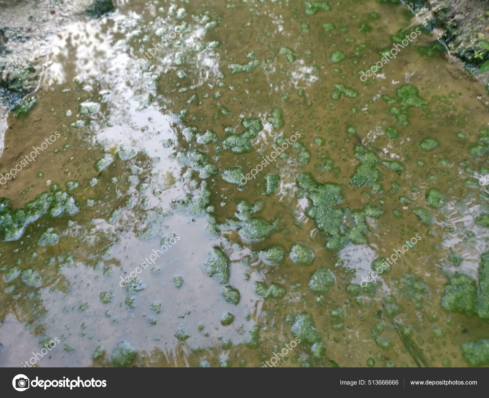 Algae Sludge Floating Puddle Surface Stock Photo by ©sweemingyoung 513666666