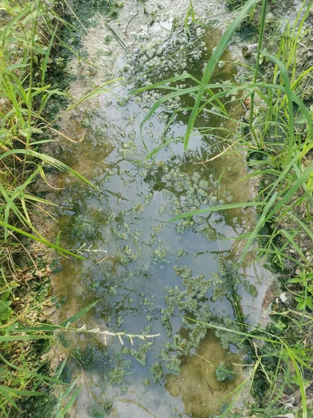 Algae Sludge Floating Overflow Concrete Well Ring Surface — Stock Photo ...