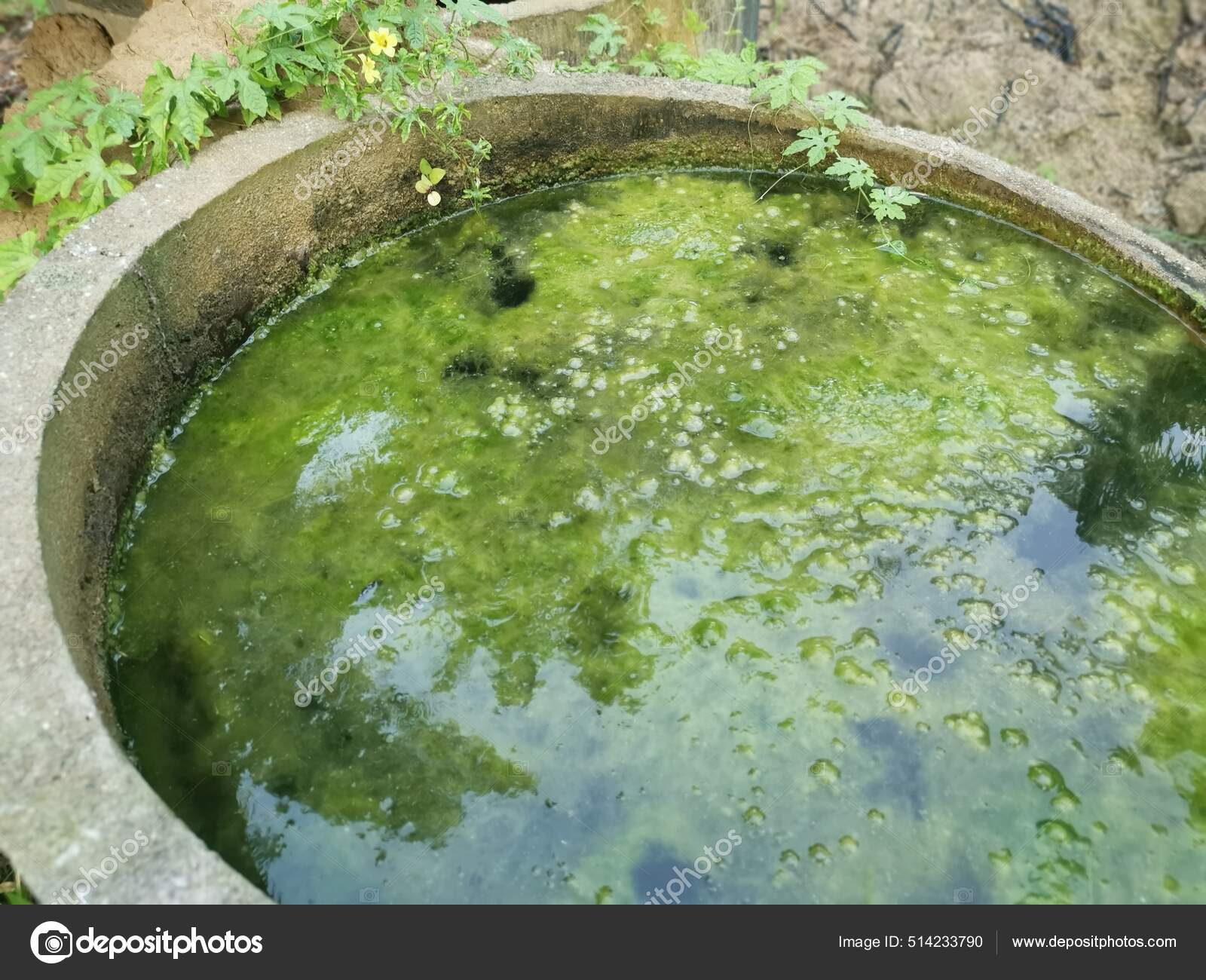 Algae Sludge Floating Overflow Concrete Well Ring Surface — Stock Photo ...