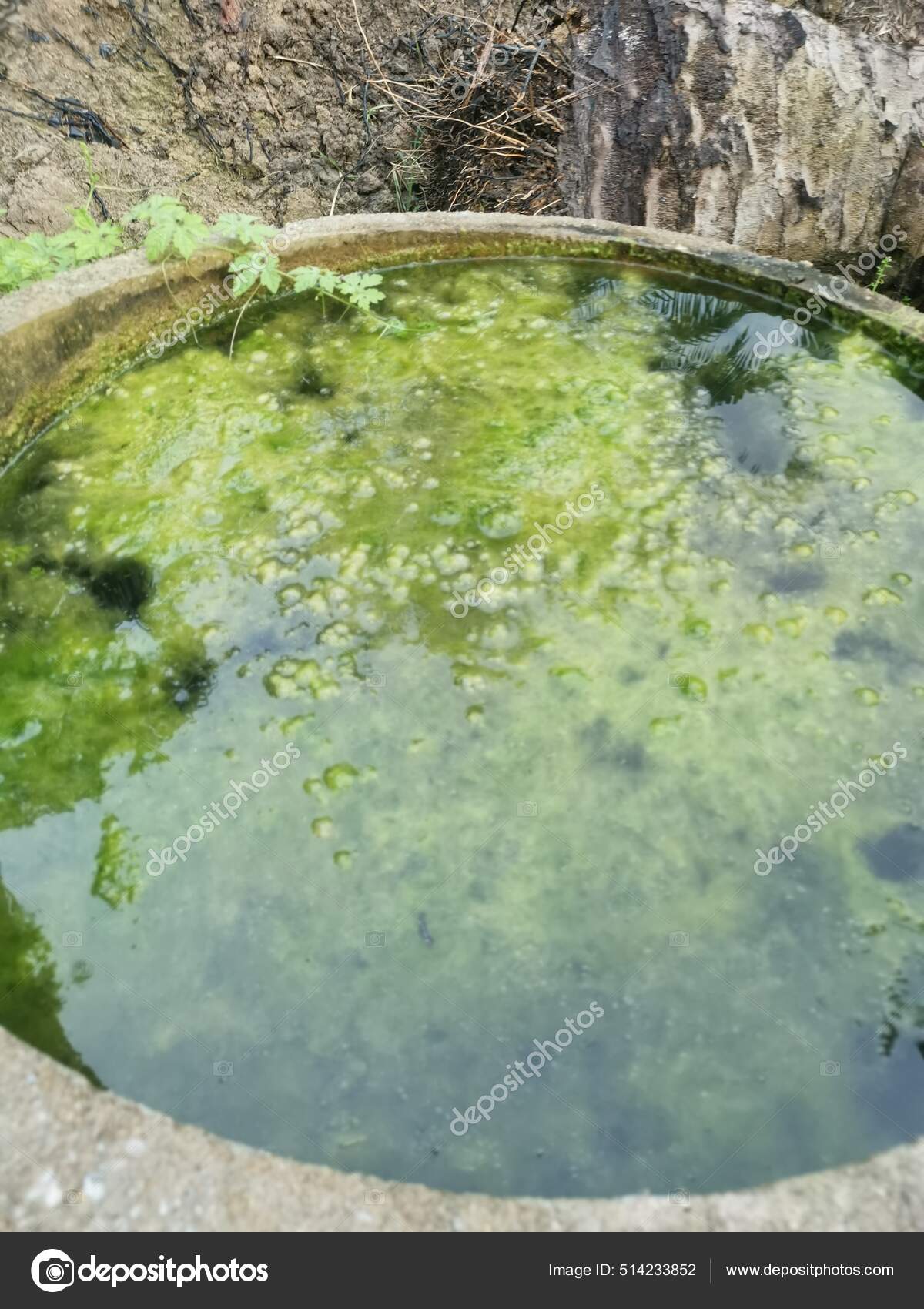 Algae Sludge Floating Overflow Concrete Well Ring Surface — Stock Photo ...