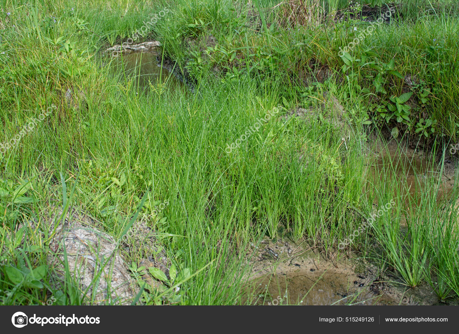 Wild Water Manna Grass Muddy Ground — Stock Photo © sweemingyoung ...