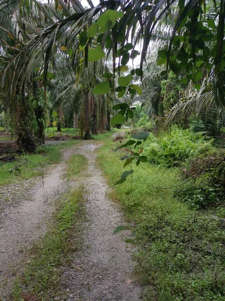 Plantasyon ise Stock Photos, Royalty Free Plantasyon ise Images ...