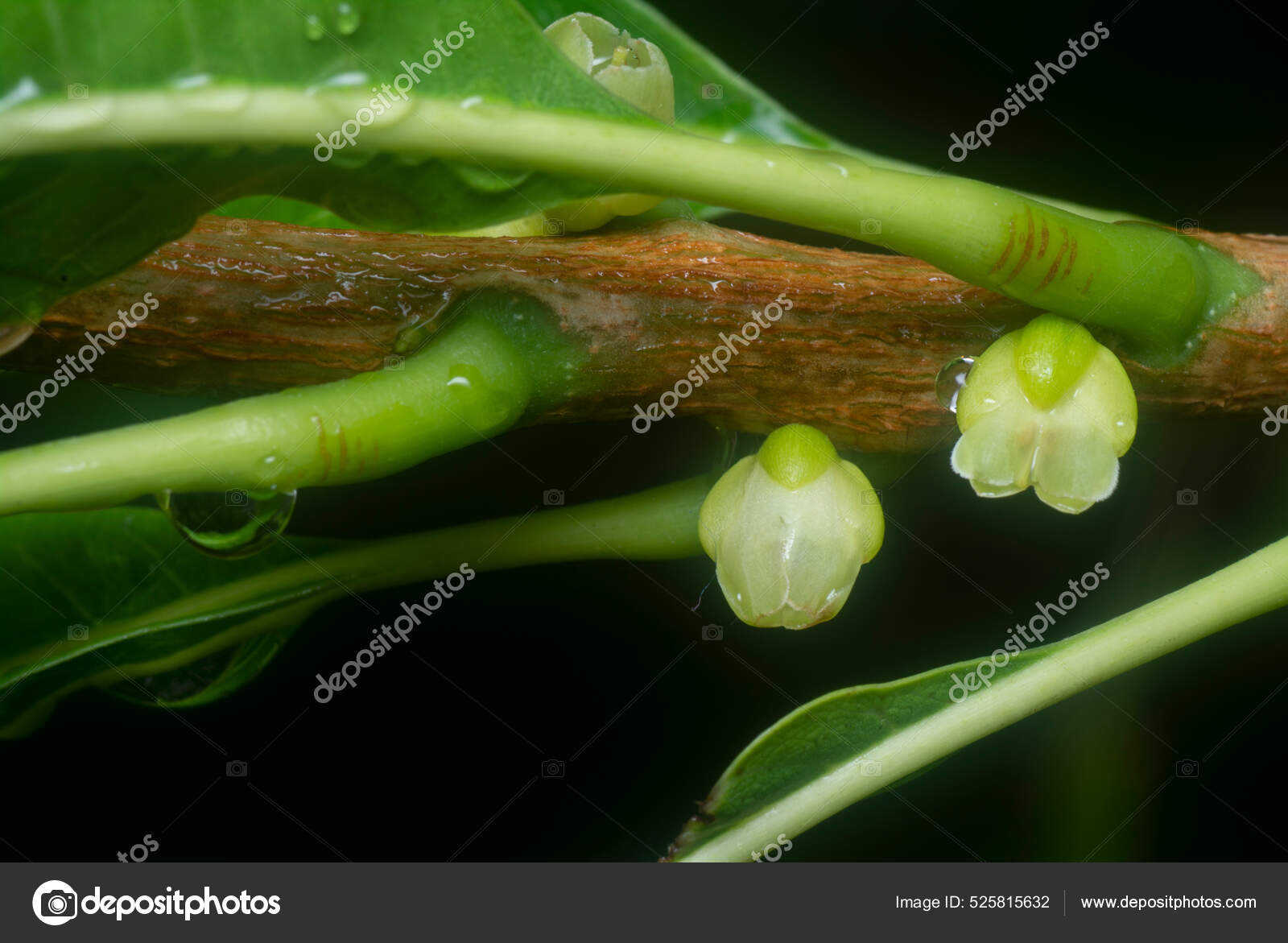 Young Buds Sprouting Stem Stock Photo by ©sweemingyoung 525815632