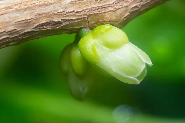Young Buds Sprouting Stem Stock Photo by ©sweemingyoung 525815632