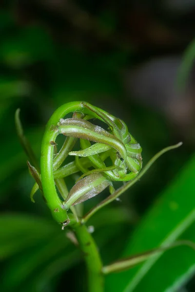 Cardamom pod Stock Photos, Royalty Free Cardamom pod Images | Depositphotos