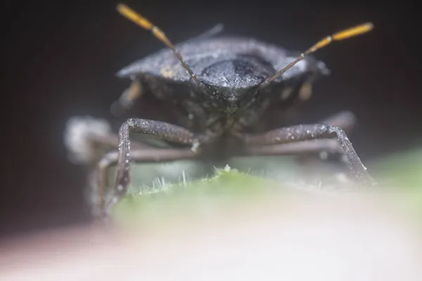 Bugs through microscope Stock Photos, Royalty Free Bugs through ...