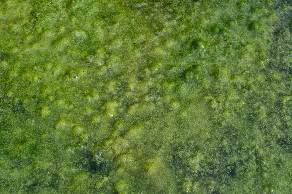 Algae water Stock Photos, Royalty Free Algae water Images | Depositphotos