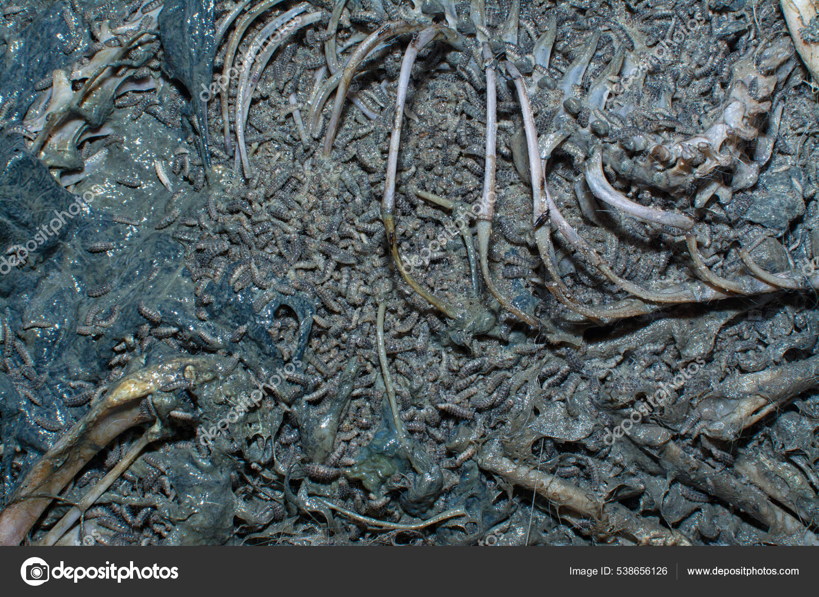 Dead Animal Carcass Sandy Ground — Stock Photo © sweemingyoung #538656126