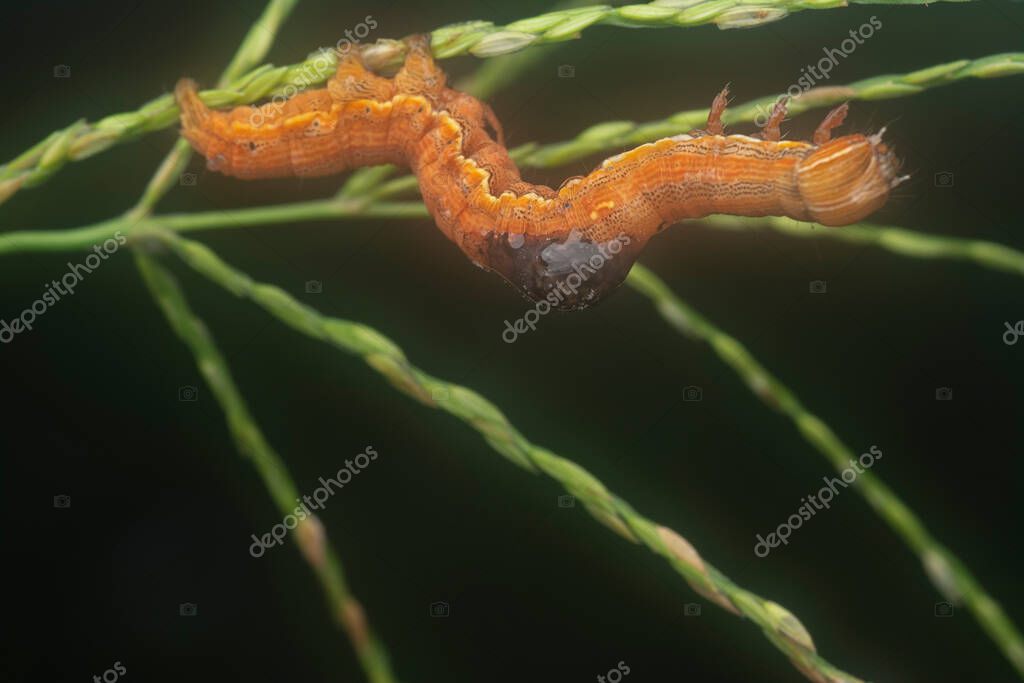 orange-colored semilooper thysanoplusia orichalcea noctuidae ...