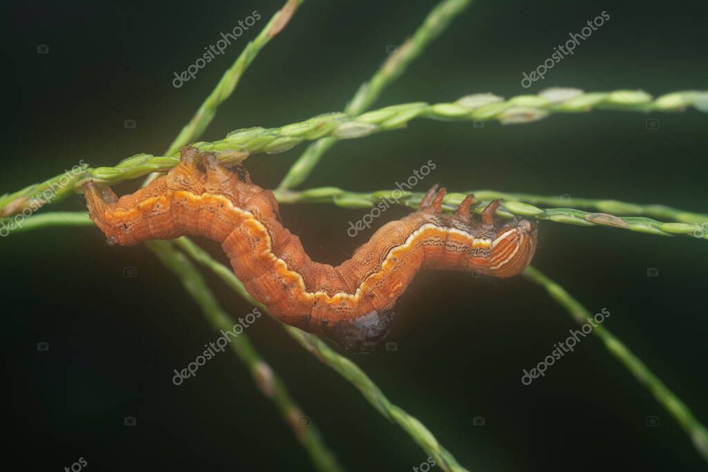 orange-colored semilooper thysanoplusia orichalcea noctuidae ...