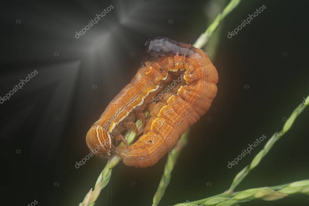 orange-colored semilooper thysanoplusia orichalcea noctuidae ...