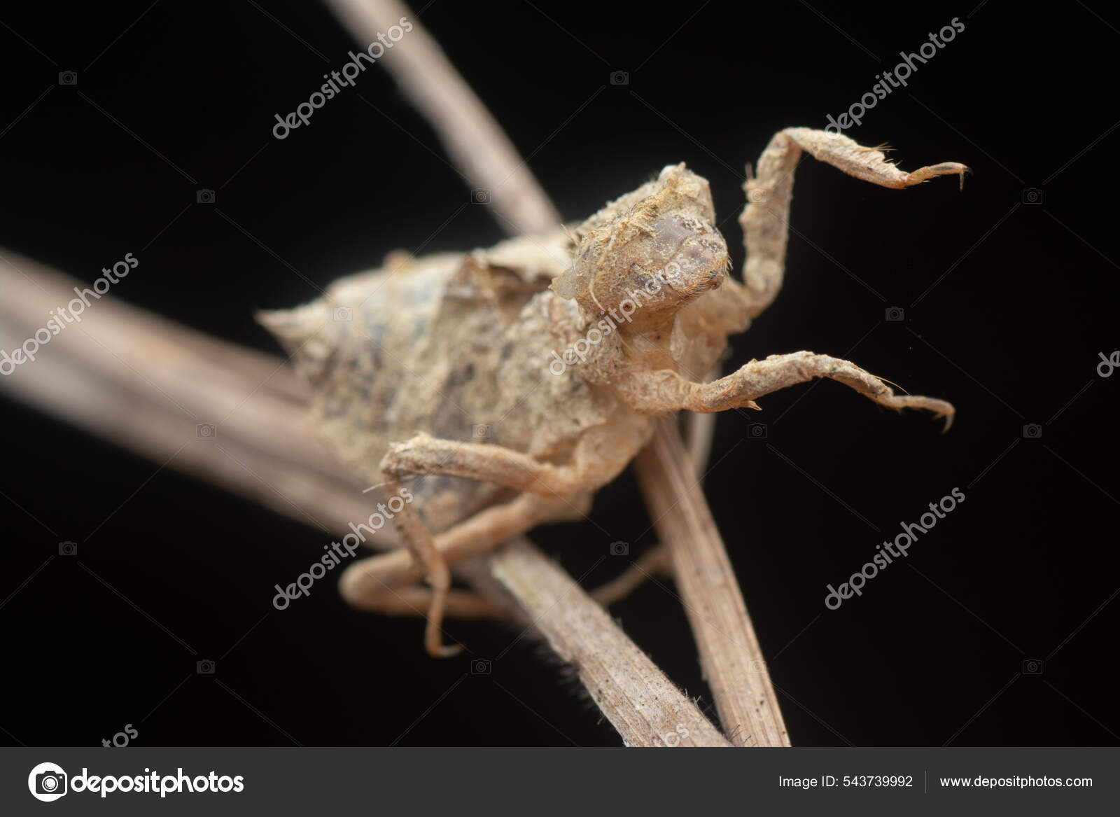Dried Brown Insect Molting Exoskeleton Skin — Stock Photo ...
