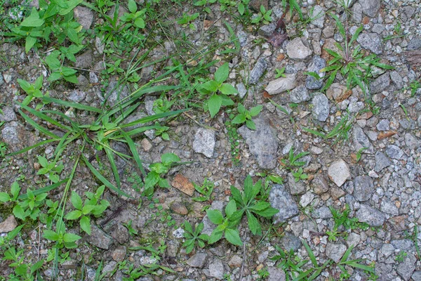 Weeds xeriscape Stock Photos, Royalty Free Weeds xeriscape Images ...