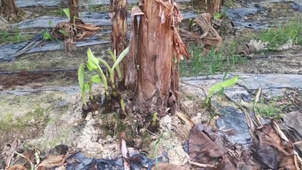 1,345 Seedling sprouting Stock Videos, 4K & HD Footage | Depositphotos 1,345 Seedling sprouting Stock Videos, 4K & HD Footage | Depositphotos
